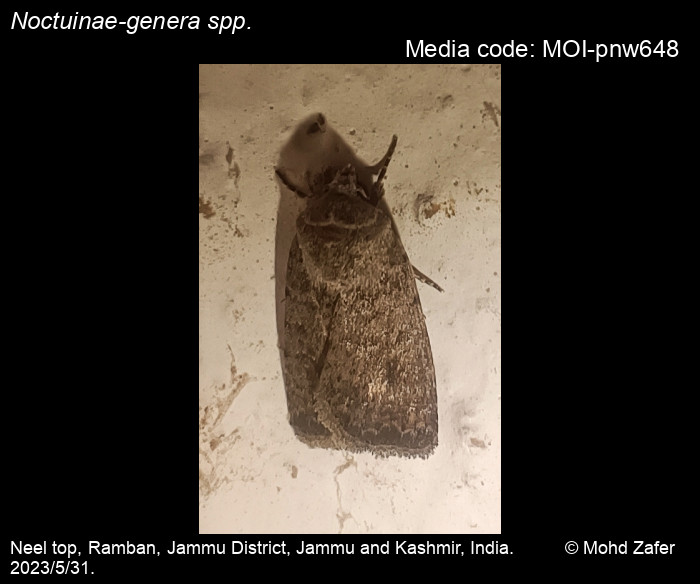 Noctuinae-genera spp. | Moths